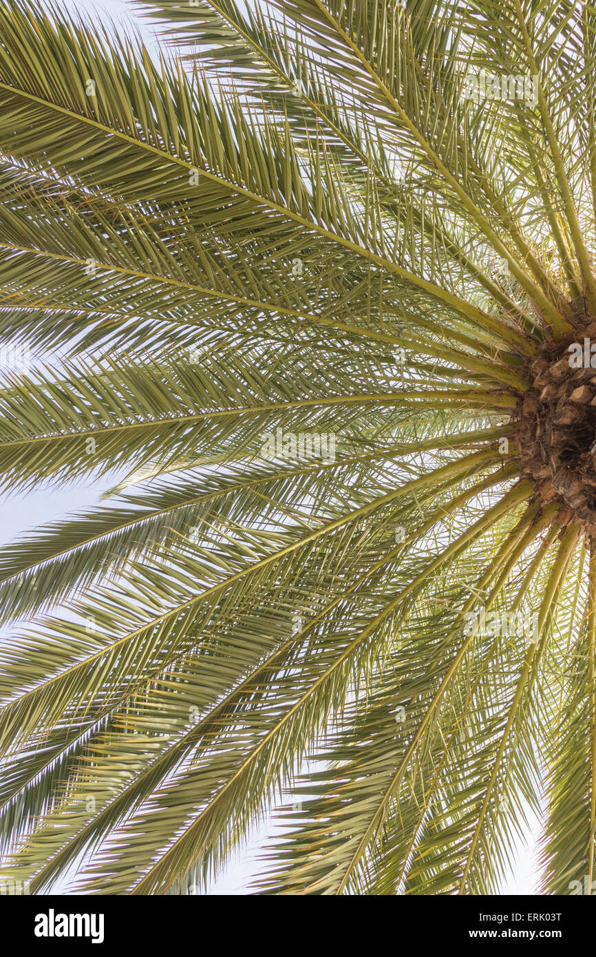 Patterns in Palm Tree on Catalina Island, California Stock Photo - Alamy