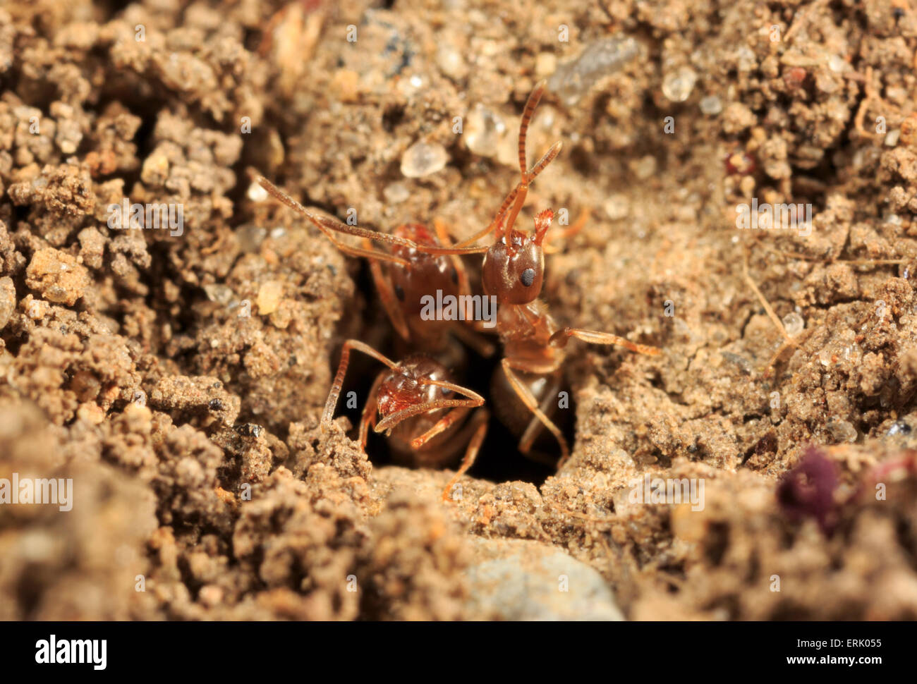Underground insects hi-res stock photography and images - Alamy