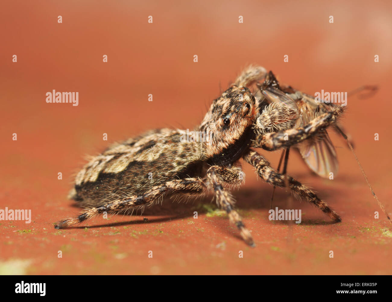 Jumping spider (Platycryptus undatus) with captured prey Stock Photo ...