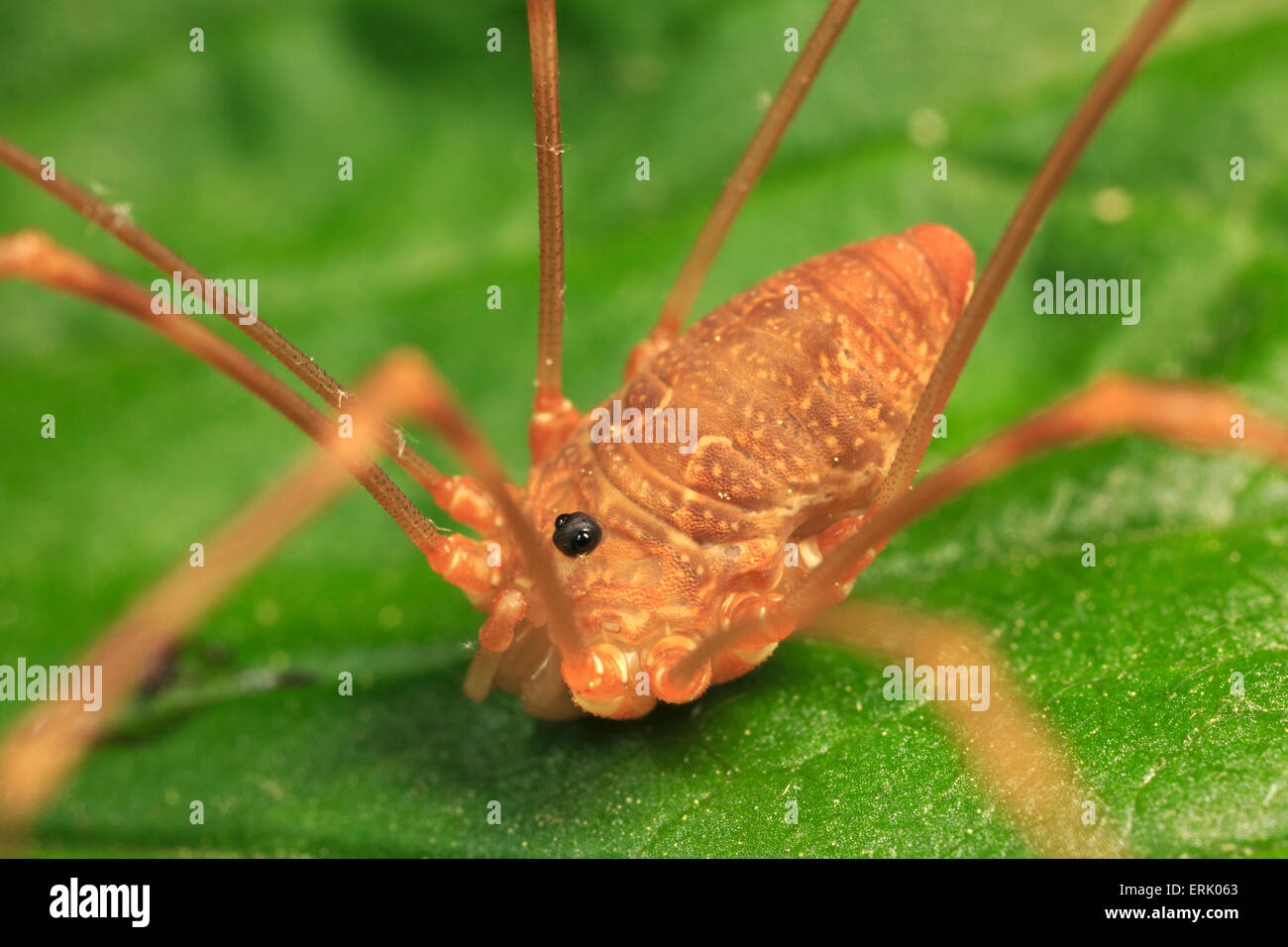 Leiobunum ventricosum hi-res stock photography and images - Alamy
