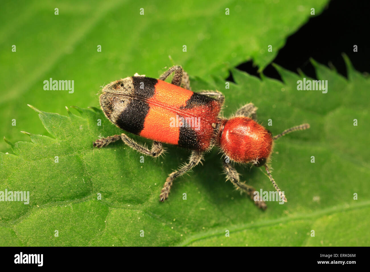 Checkered beetle (Enoclerus ichneumoneus) on leaf Stock Photo - Alamy