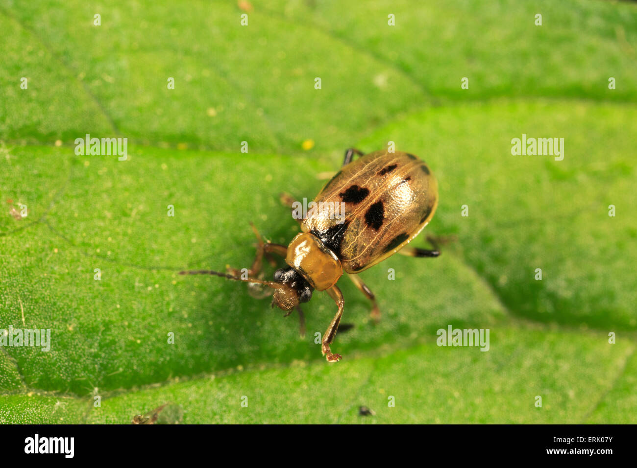 Bean beetle hi-res stock photography and images - Alamy