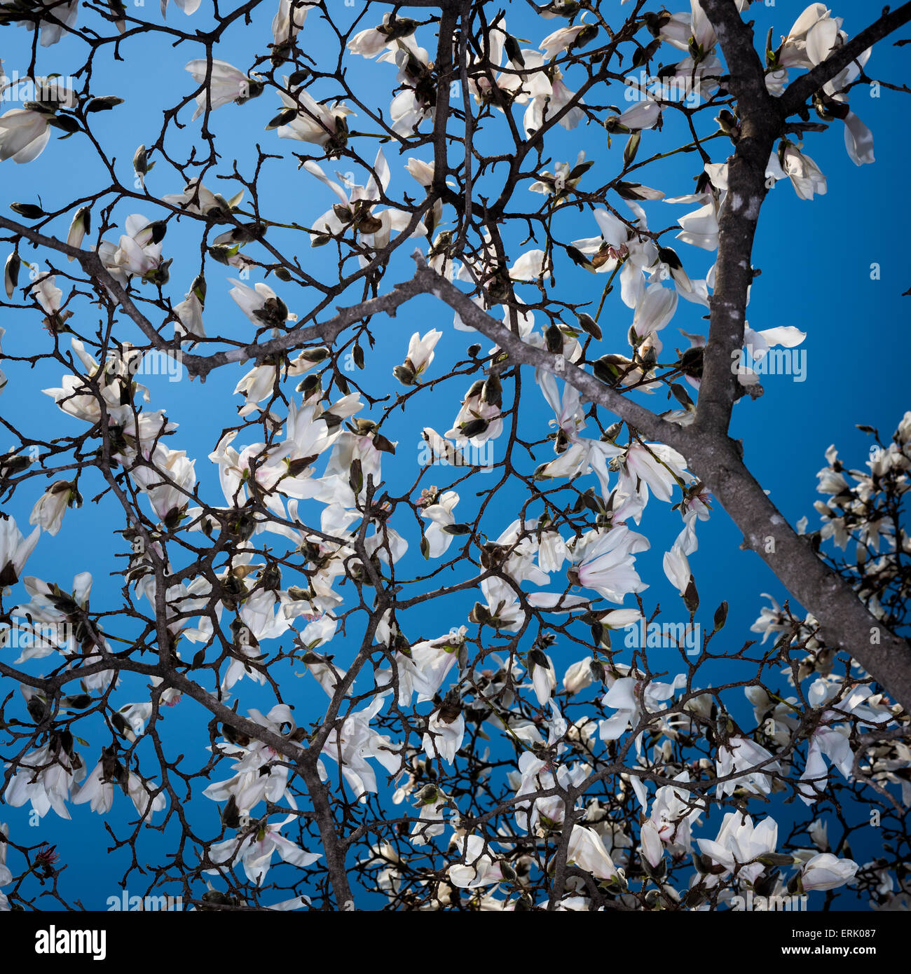 Magnolia salicifolia (Anise Magnolia) against a clear blue sky Stock ...