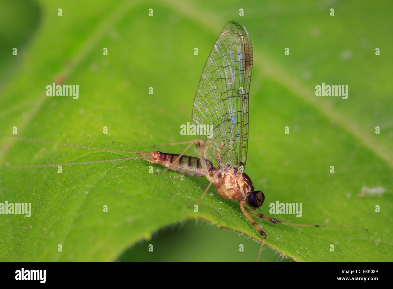 Male imago mayfly (Stenacron ps Stock Photo - Alamy