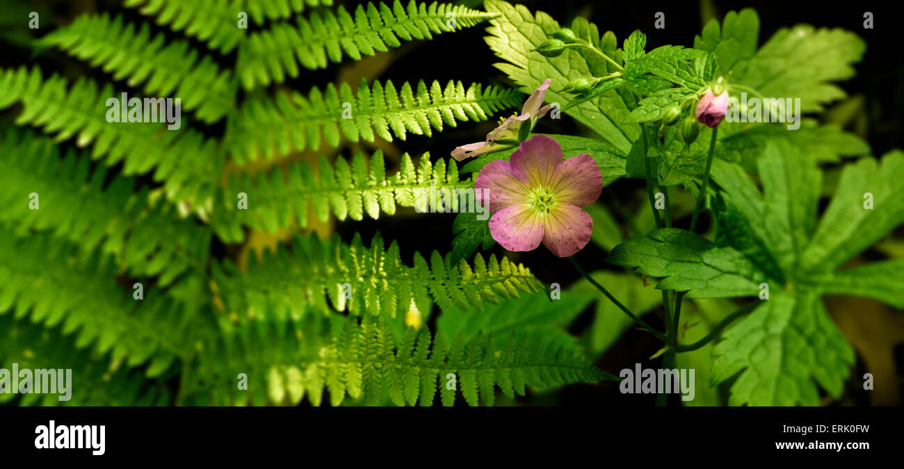 Geranium in flower hi-res stock photography and images - Alamy