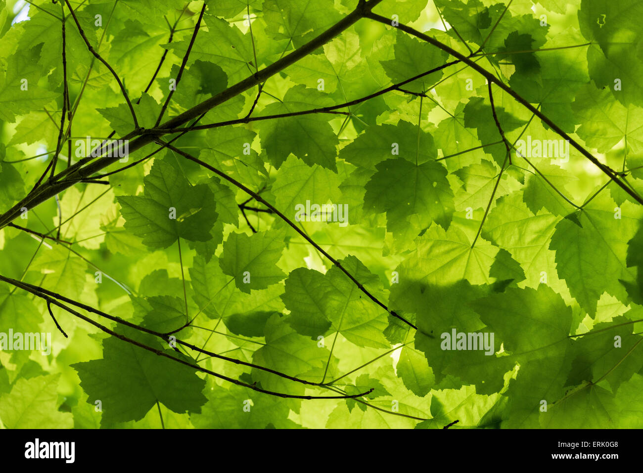 Maple tree canopy hi-res stock photography and images - Alamy