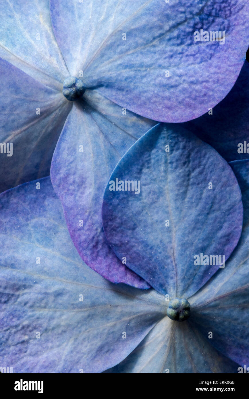 Hydrangea flower macro Stock Photo - Alamy