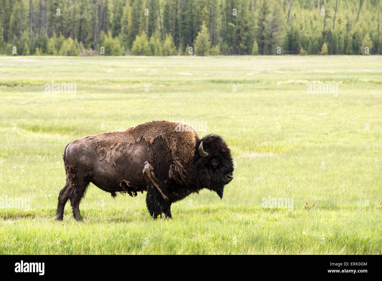 Bison standing in a prairie at Yellowstone National Park. The bison in ...