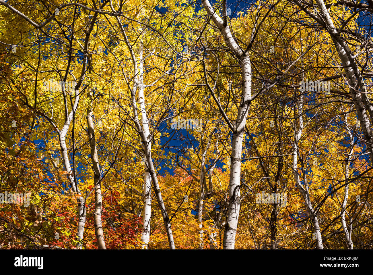 Colorful autumn aspen, oak, and maple trees Stock Photo - Alamy