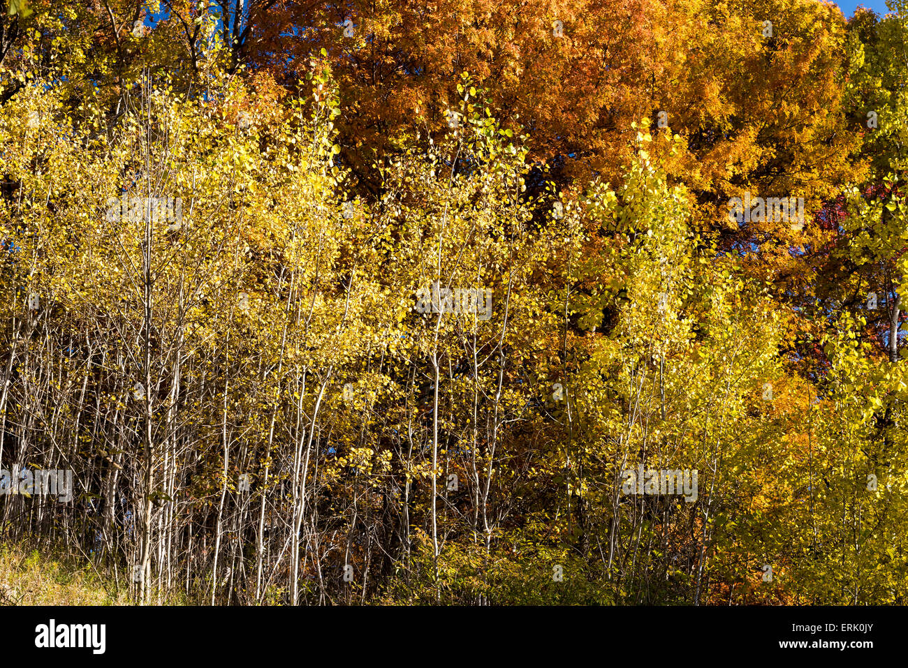 Colorful autumn aspen, oak, and maple trees Stock Photo - Alamy