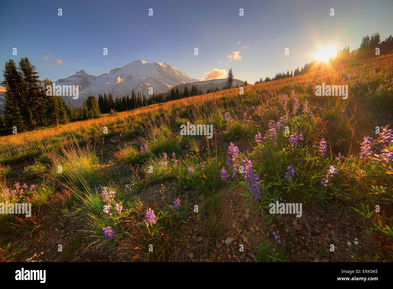 Rainier national park washington hi-res stock photography and images ...