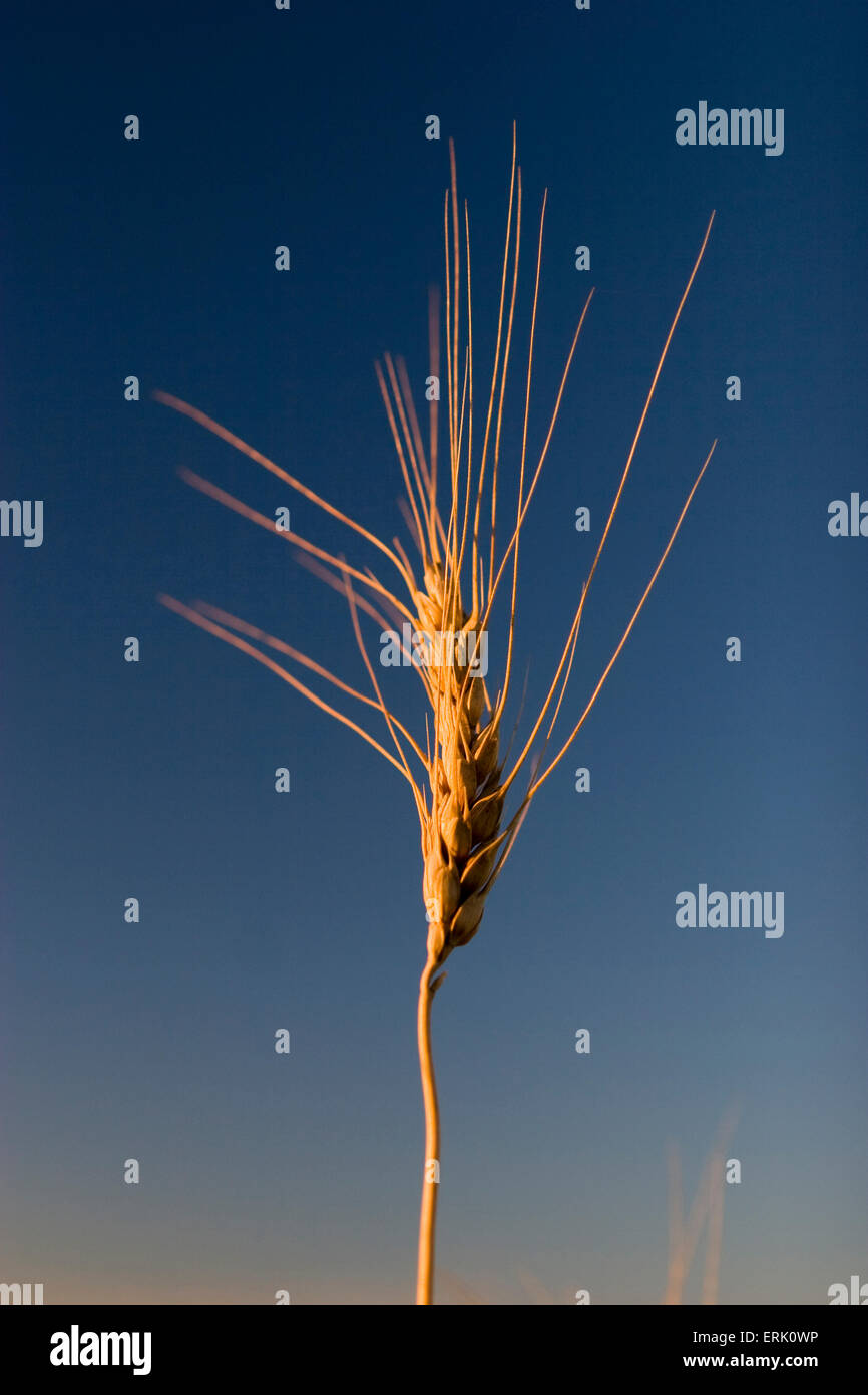 A lone wheat head rises into blue sky on a farm in North Dakota Stock ...