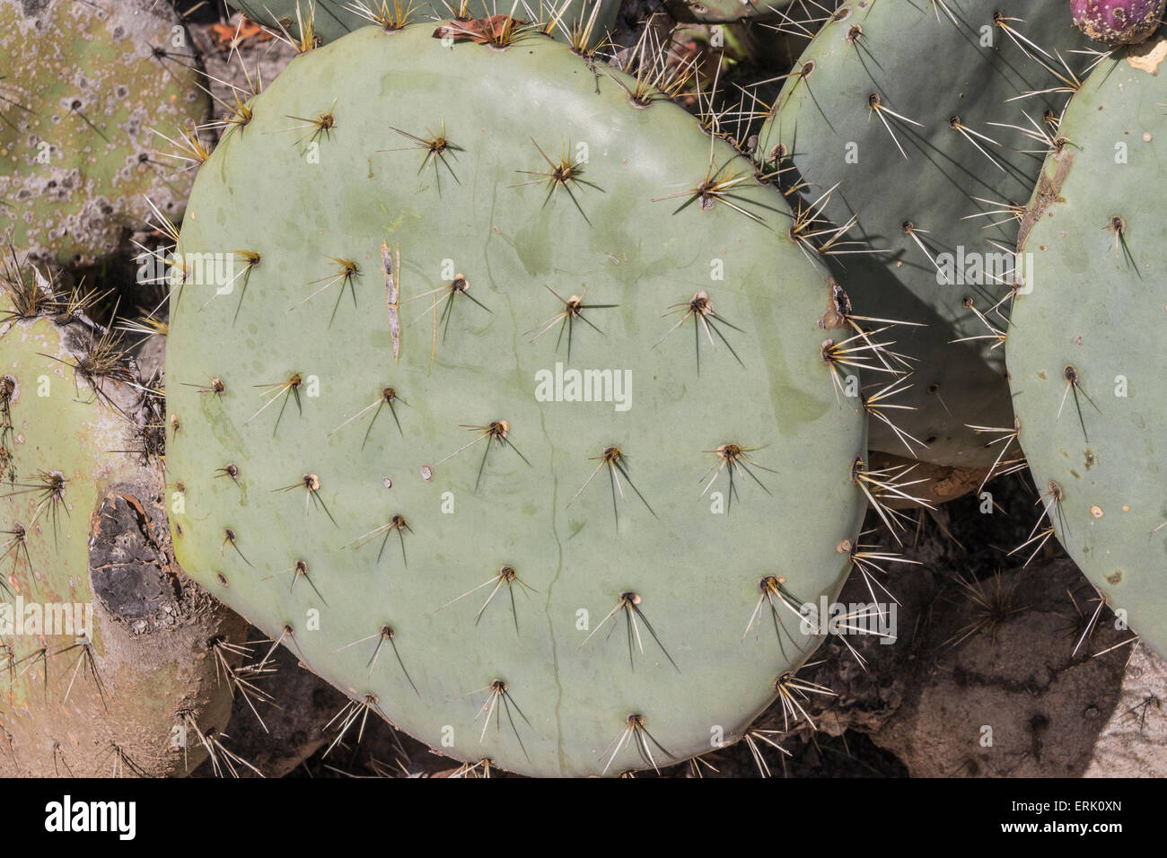 "Wheel Cactus" (Prickly Pear) in "Wrigley Memorial Botanical Garden" on ...