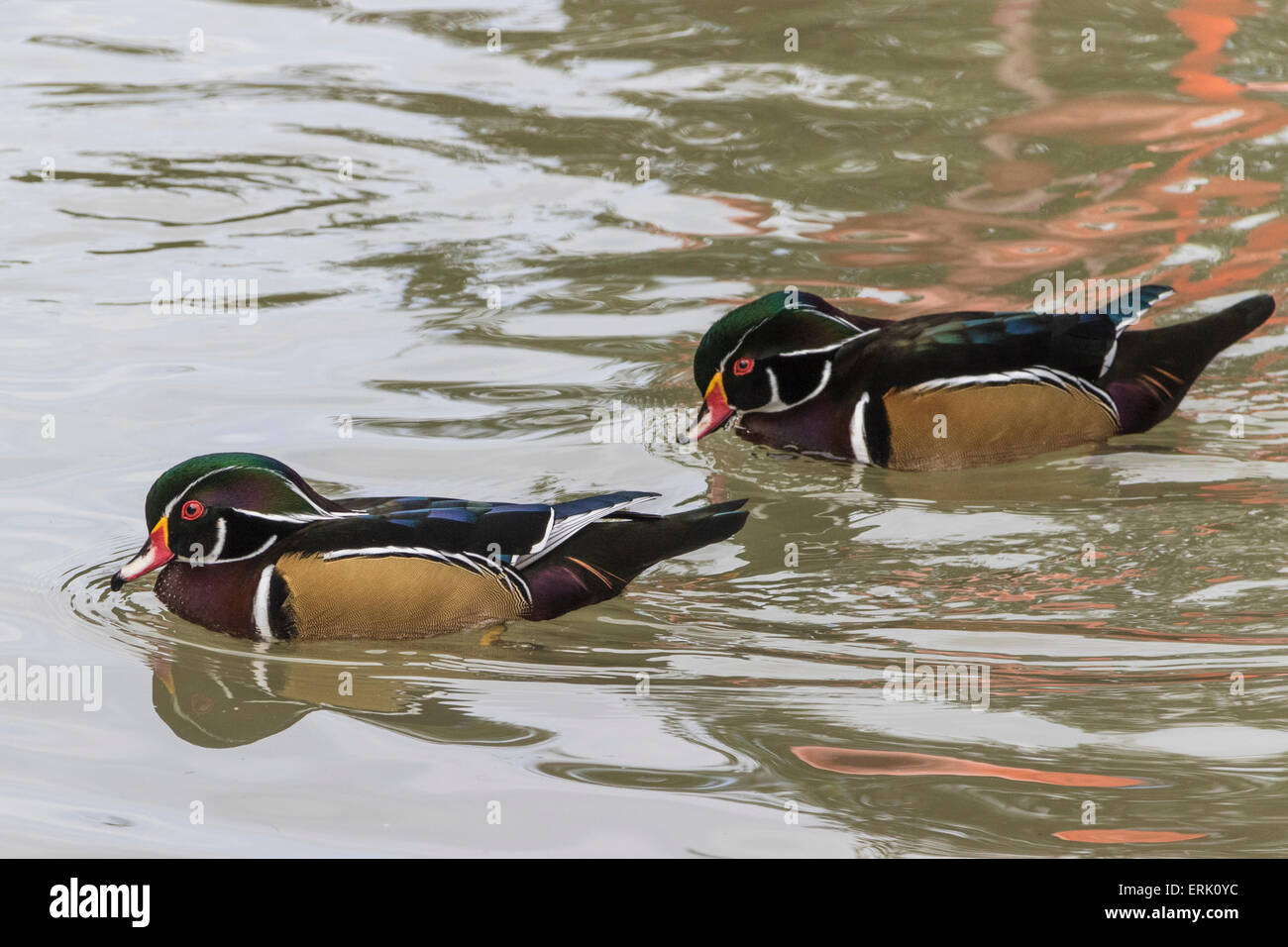 Animal habitats hi-res stock photography and images - Alamy