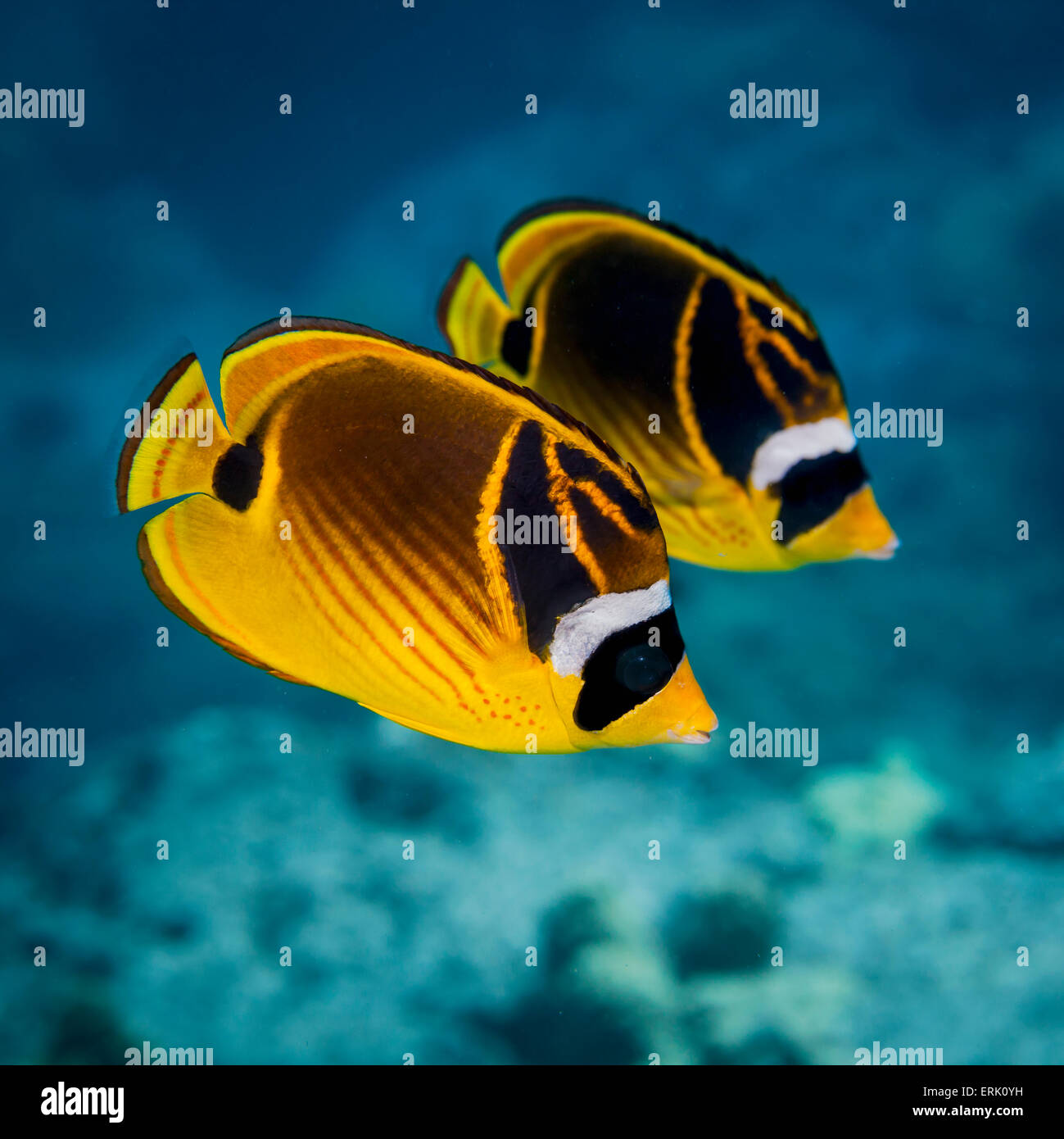 Racoon Butterflyfish (Chaetodon lunula); Kona, Island of Hawaii, Hawaii ...