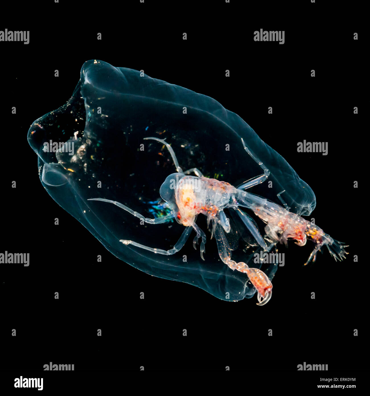 Phronima hi-res stock photography and images - Alamy