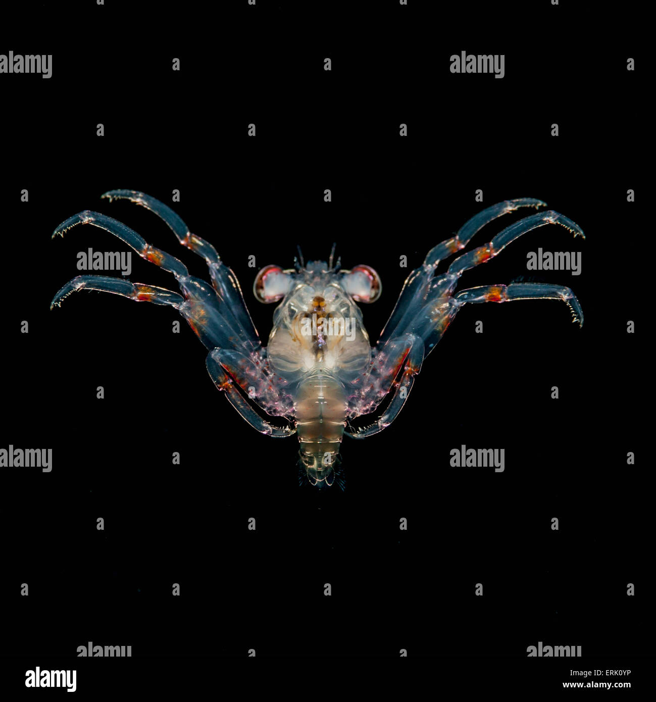 Subphyllum crustacea hi-res stock photography and images - Alamy