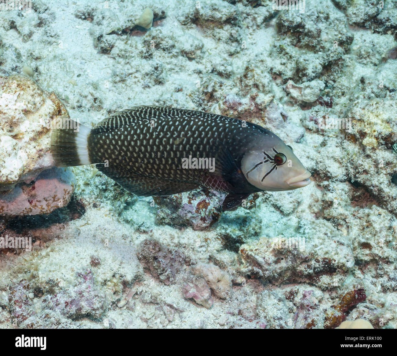 Hawaiian wrasse hi-res stock photography and images - Alamy