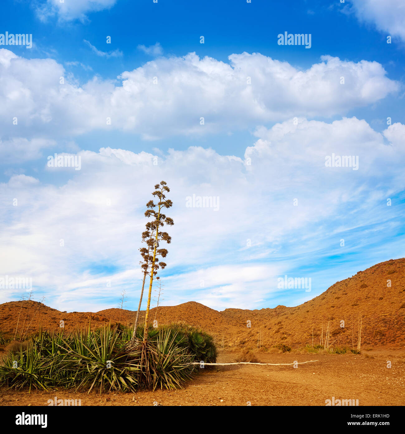 Almeria Cabo de Gata agave flowers in desert at Spain Stock Photo - Alamy