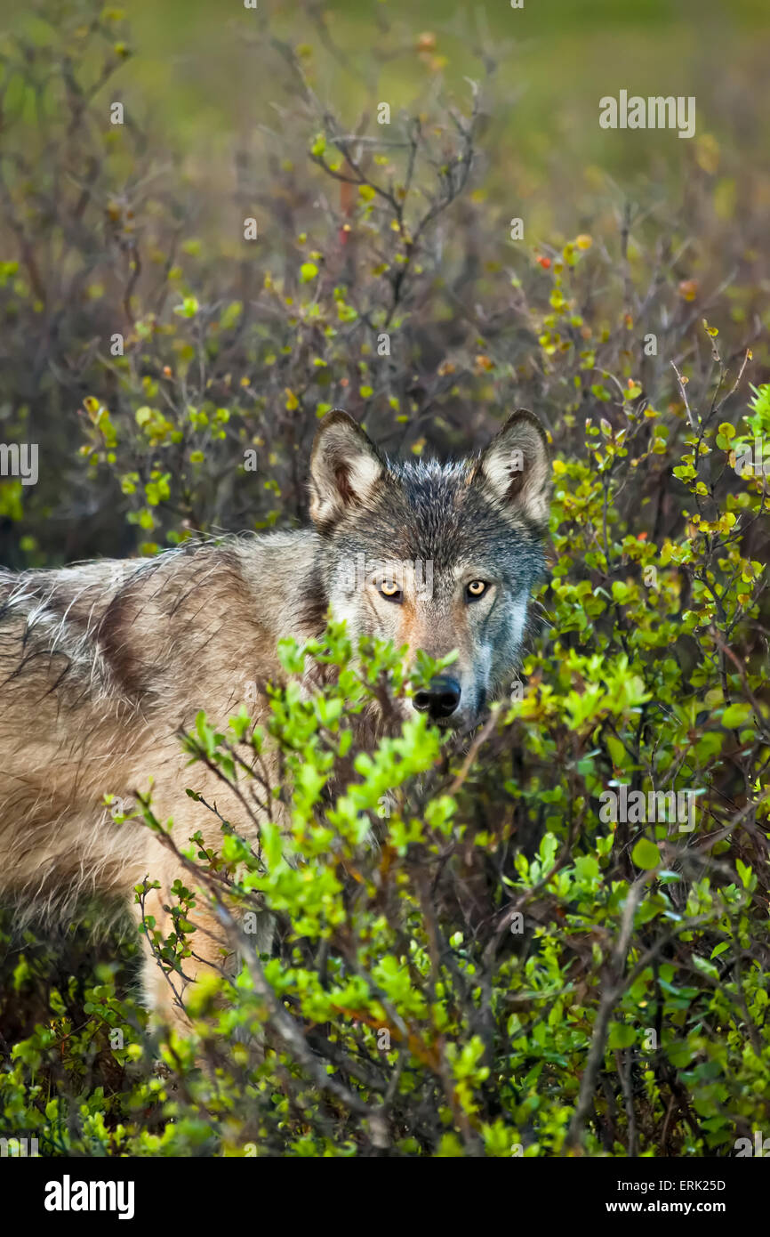Wolf portrait in fresh green tundra, Interior Alaska, Summer Stock ...