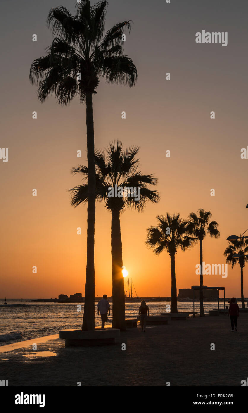 Silhouette of palm trees on the water's edge at sunset; Paphos, Cyprus ...