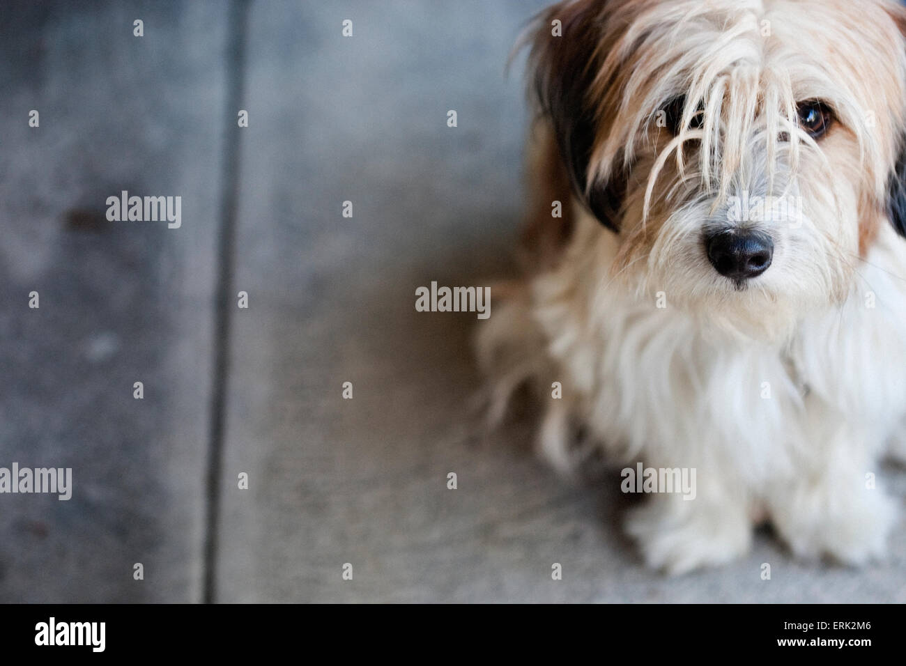 Scruffy terrier High Resolution Stock Photography and Images - Alamy