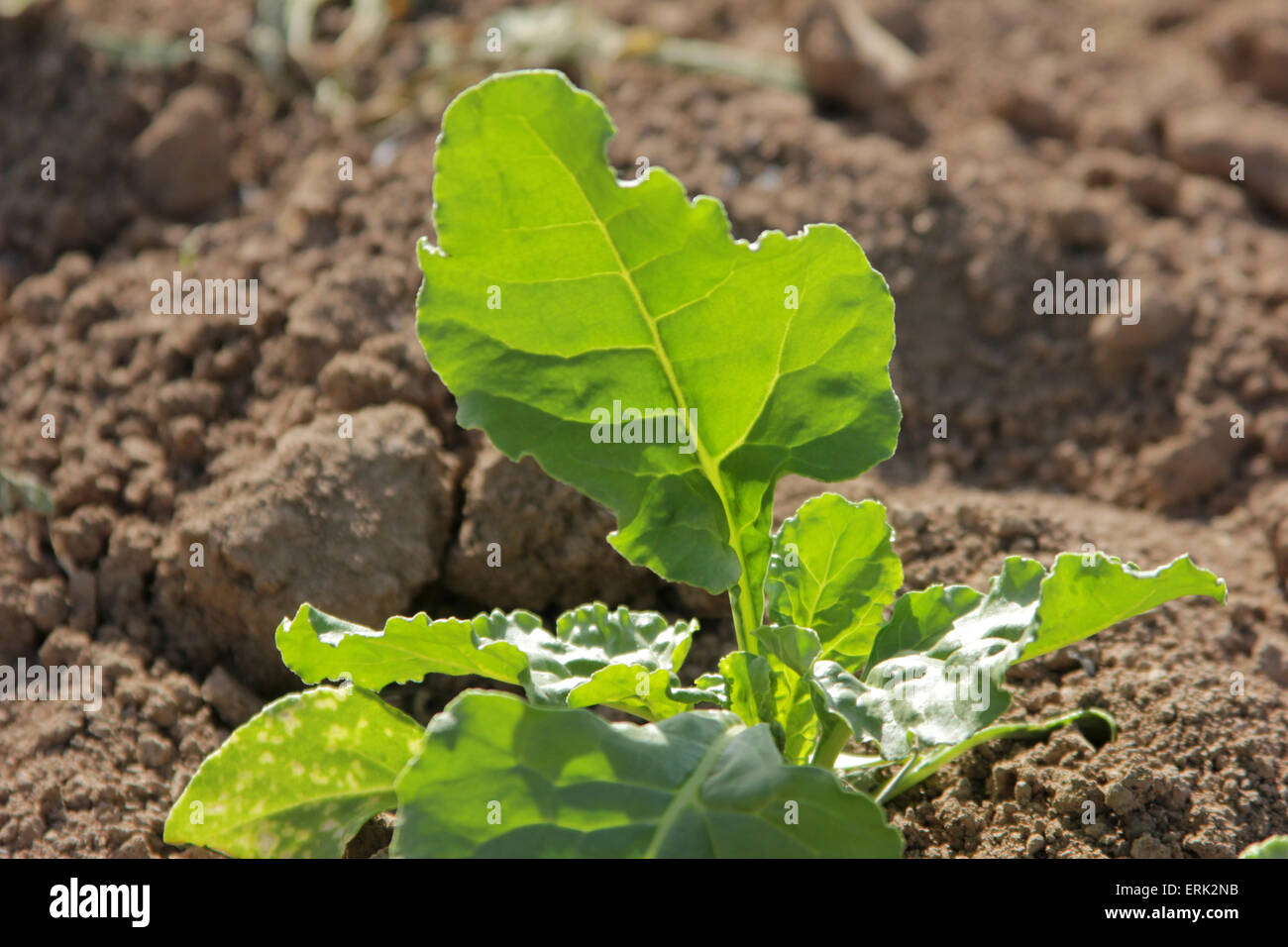 Raw sugar beet hi-res stock photography and images - Alamy