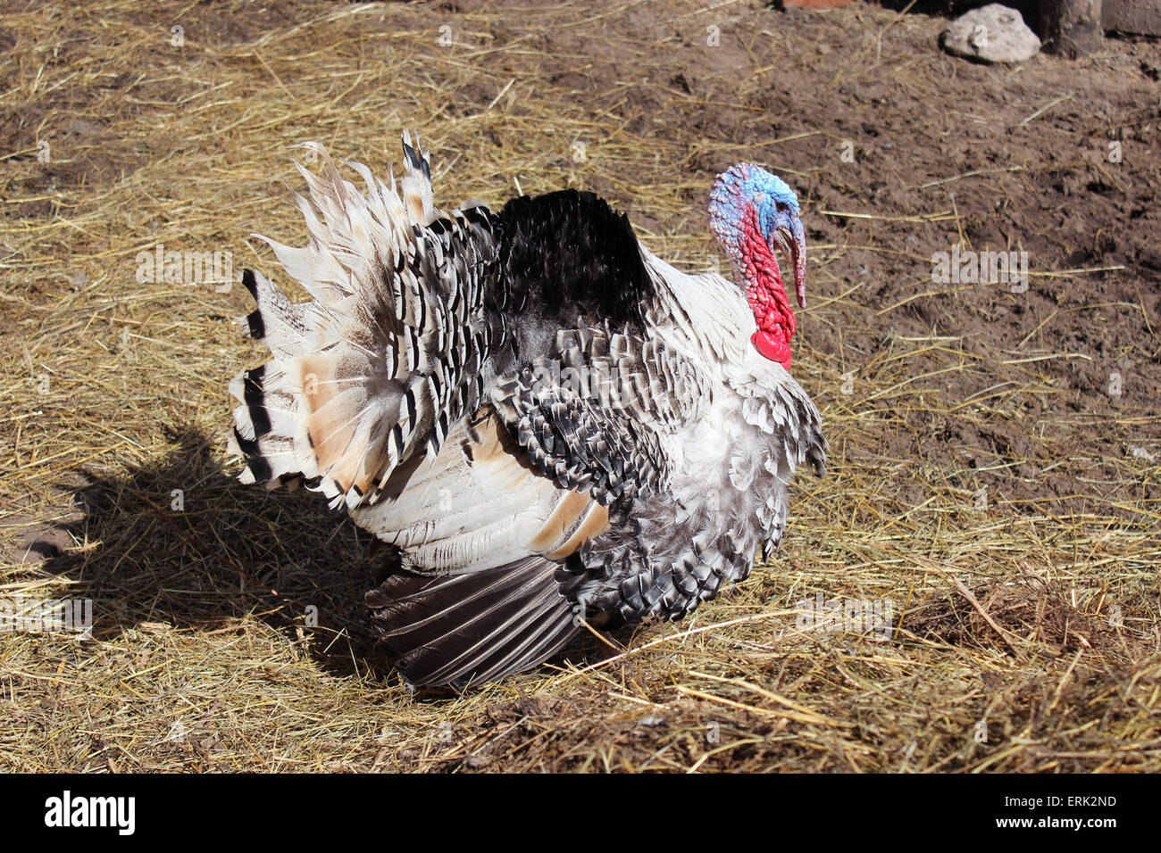 nice big turkey in the yard in the village Stock Photo - Alamy