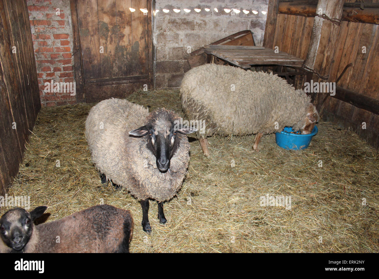 Sheep standing in the stall within cattle-shed Stock Photo - Alamy