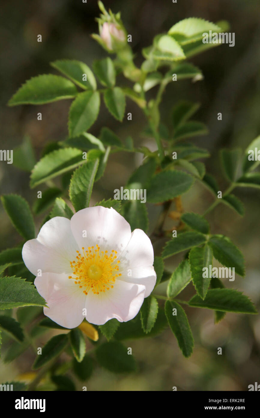 Mitcham common hi-res stock photography and images - Alamy