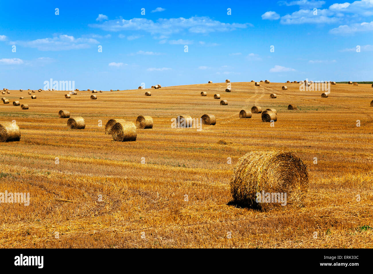 Cutting corn stalks hi-res stock photography and images - Alamy