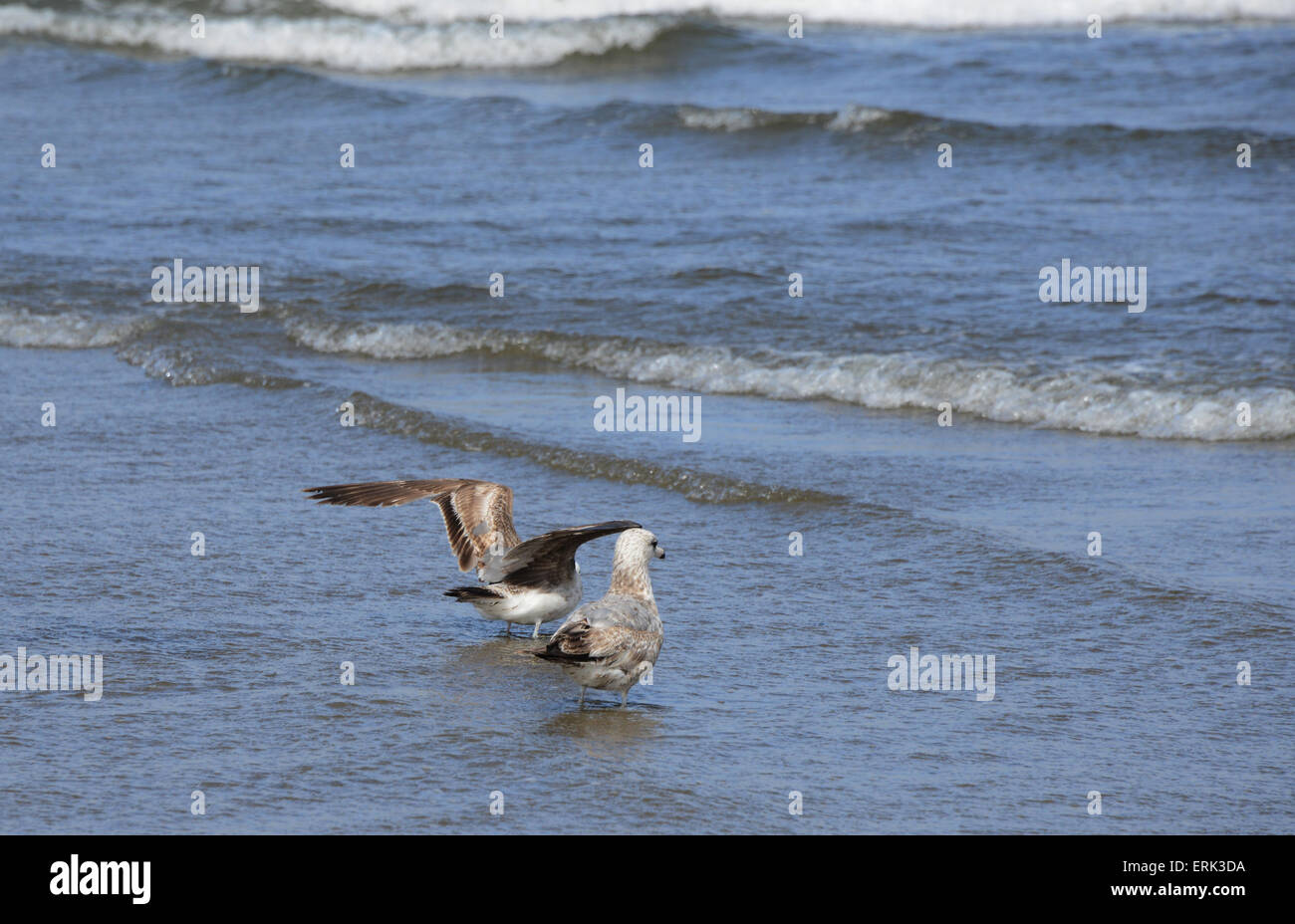 seagulls, Birds at the beach, Lincoln City, Oregon, USA Stock Photo - Alamy