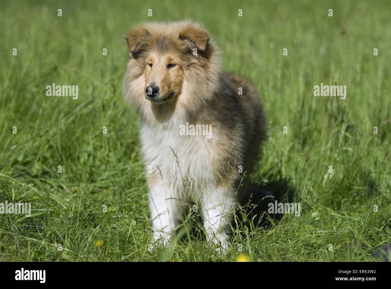 Young Collie High Resolution Stock Photography and Images - Alamy