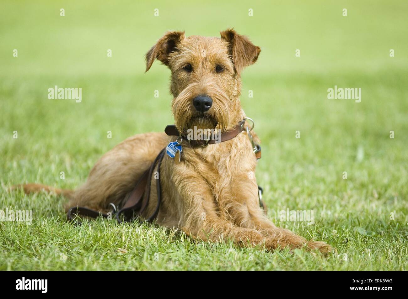 Irish Red Terrier High Resolution Stock Photography and Images - Alamy