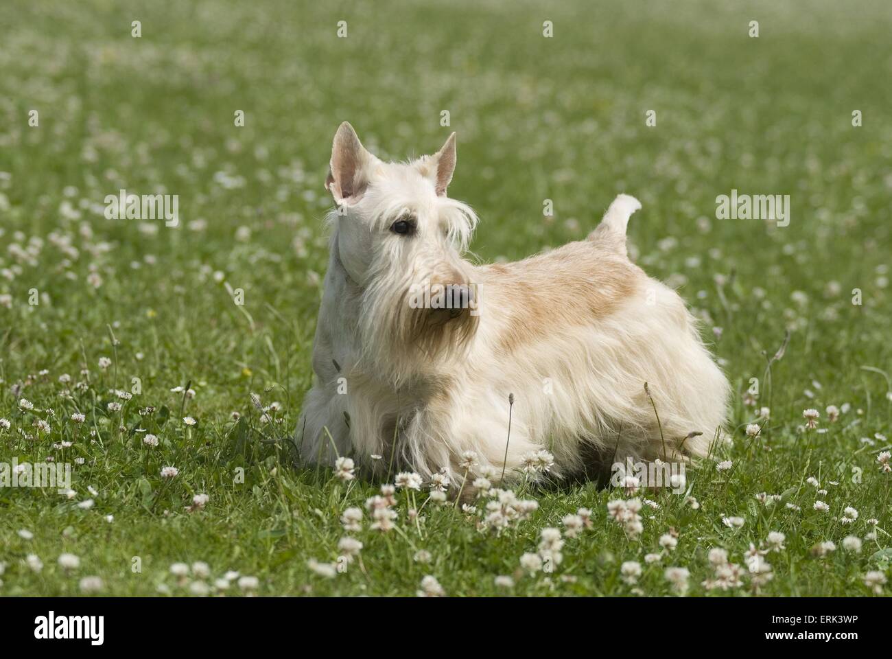 Scottie dog hi-res stock photography and images - Alamy
