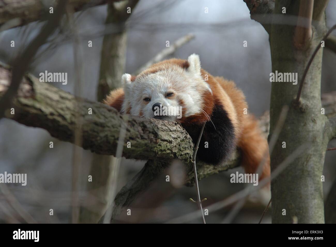 Panda zoo camera hi-res stock photography and images - Alamy