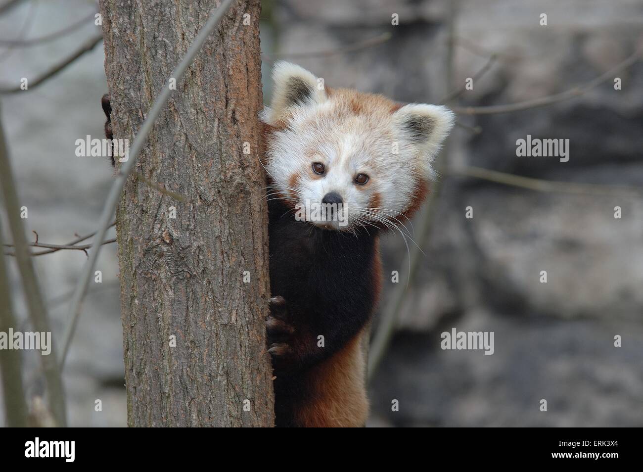 Panda zoo camera hi-res stock photography and images - Alamy