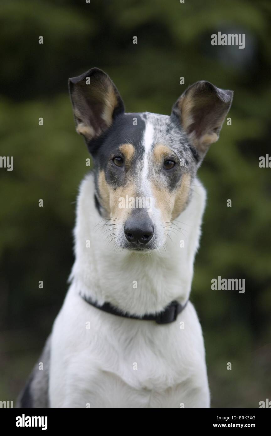 Short Haired Collie High Resolution Stock Photography and Images - Alamy