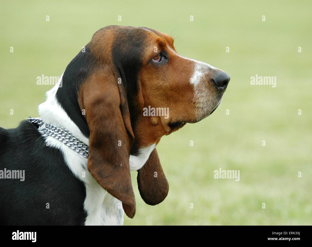 Basset Hound Portrait Stock Photo - Alamy