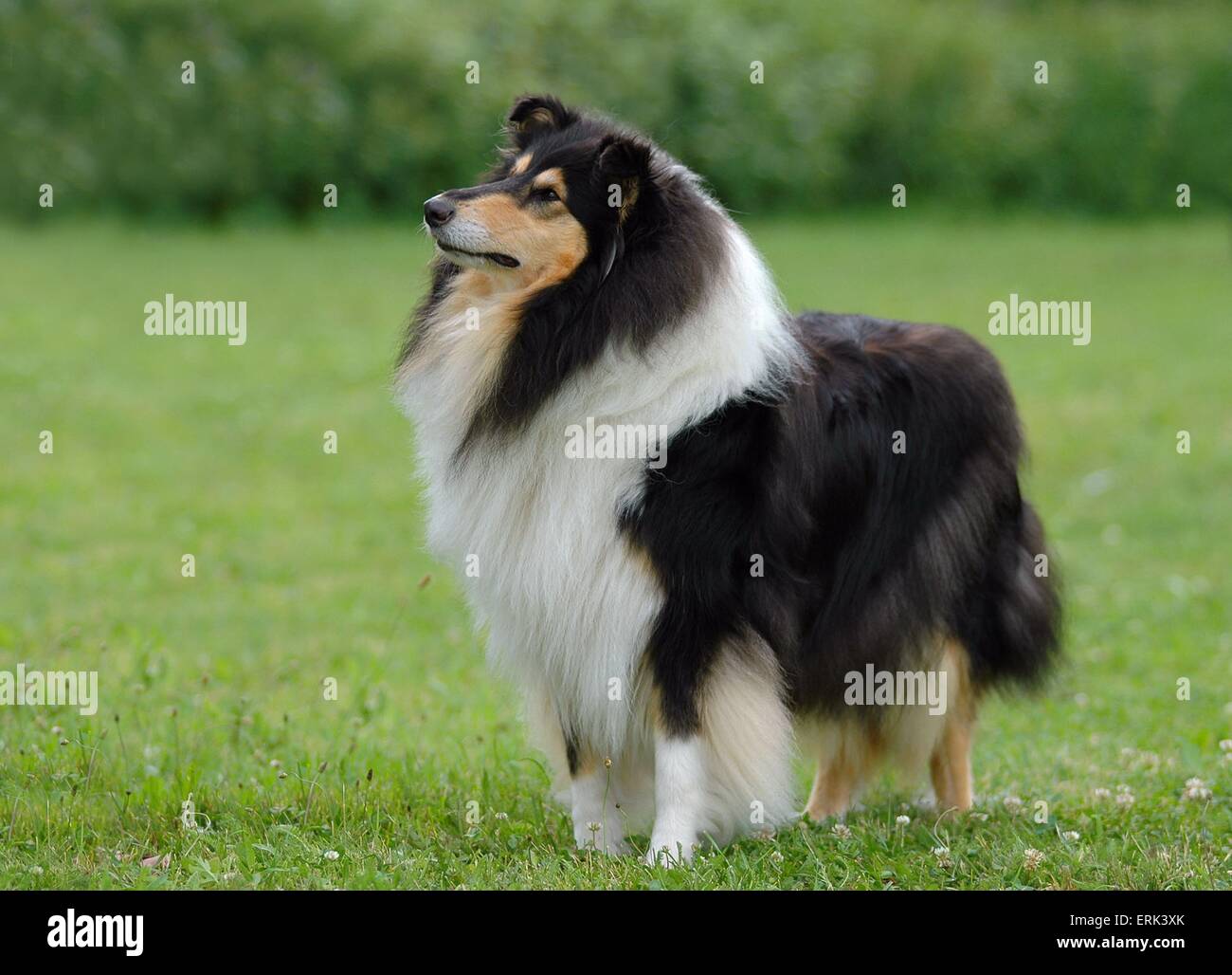 Adult standing hi-res stock photography and images - Alamy