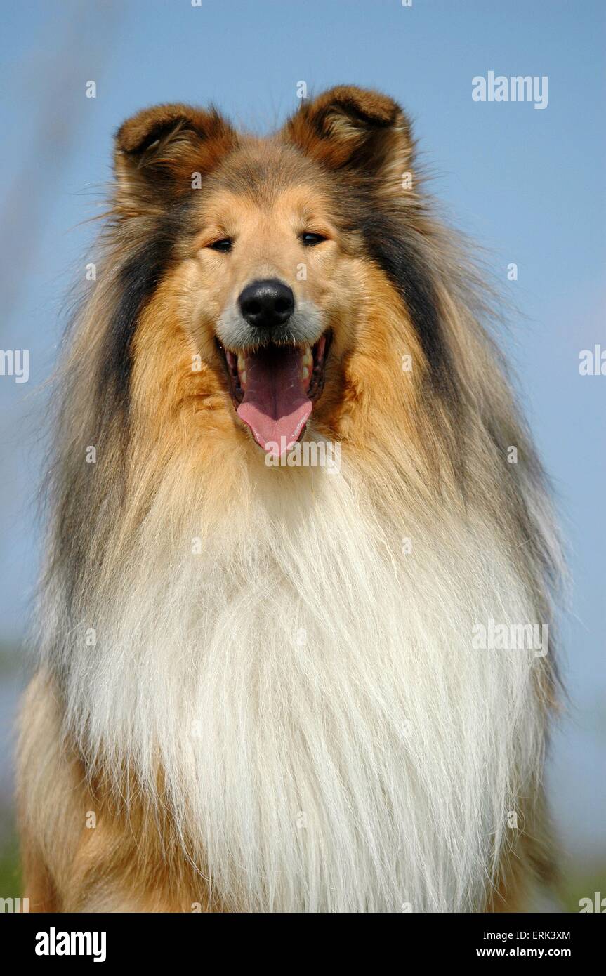 Smooth collie sable hi-res stock photography and images - Alamy