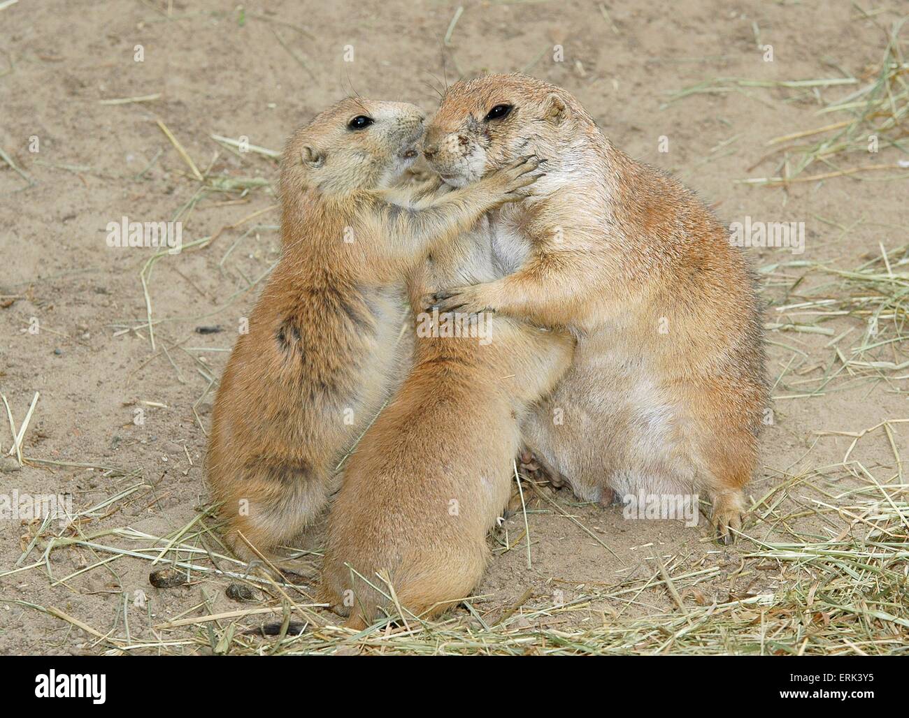 Captive prairie dogs hi-res stock photography and images - Alamy