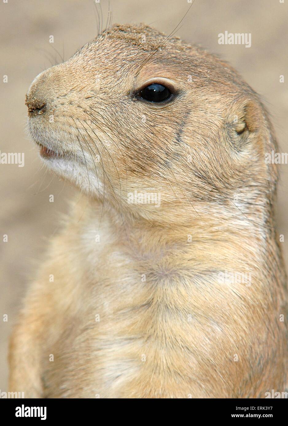 Captive prairie dogs hi-res stock photography and images - Alamy