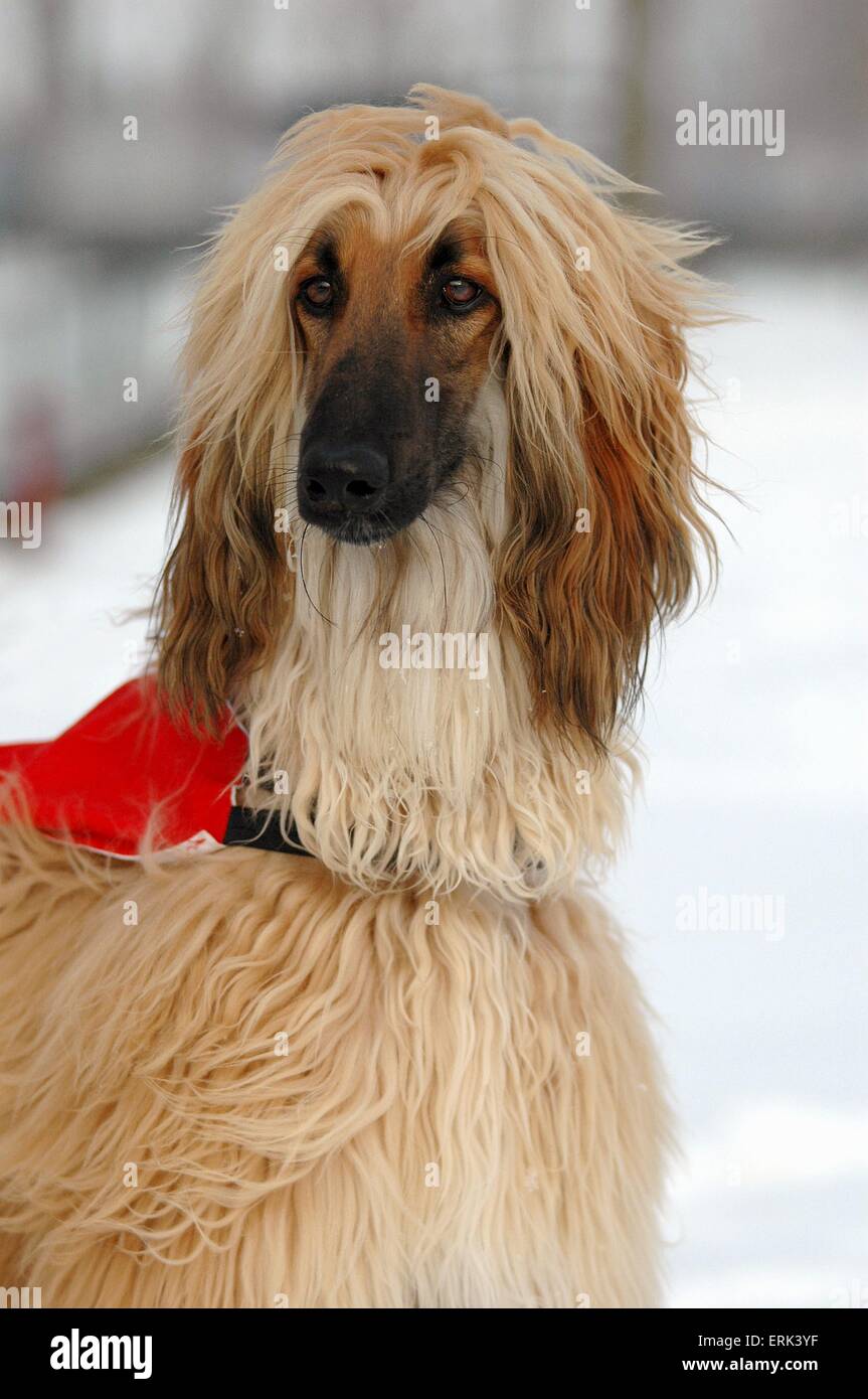 Afghan Hound Hair High Resolution Stock Photography and Images - Alamy