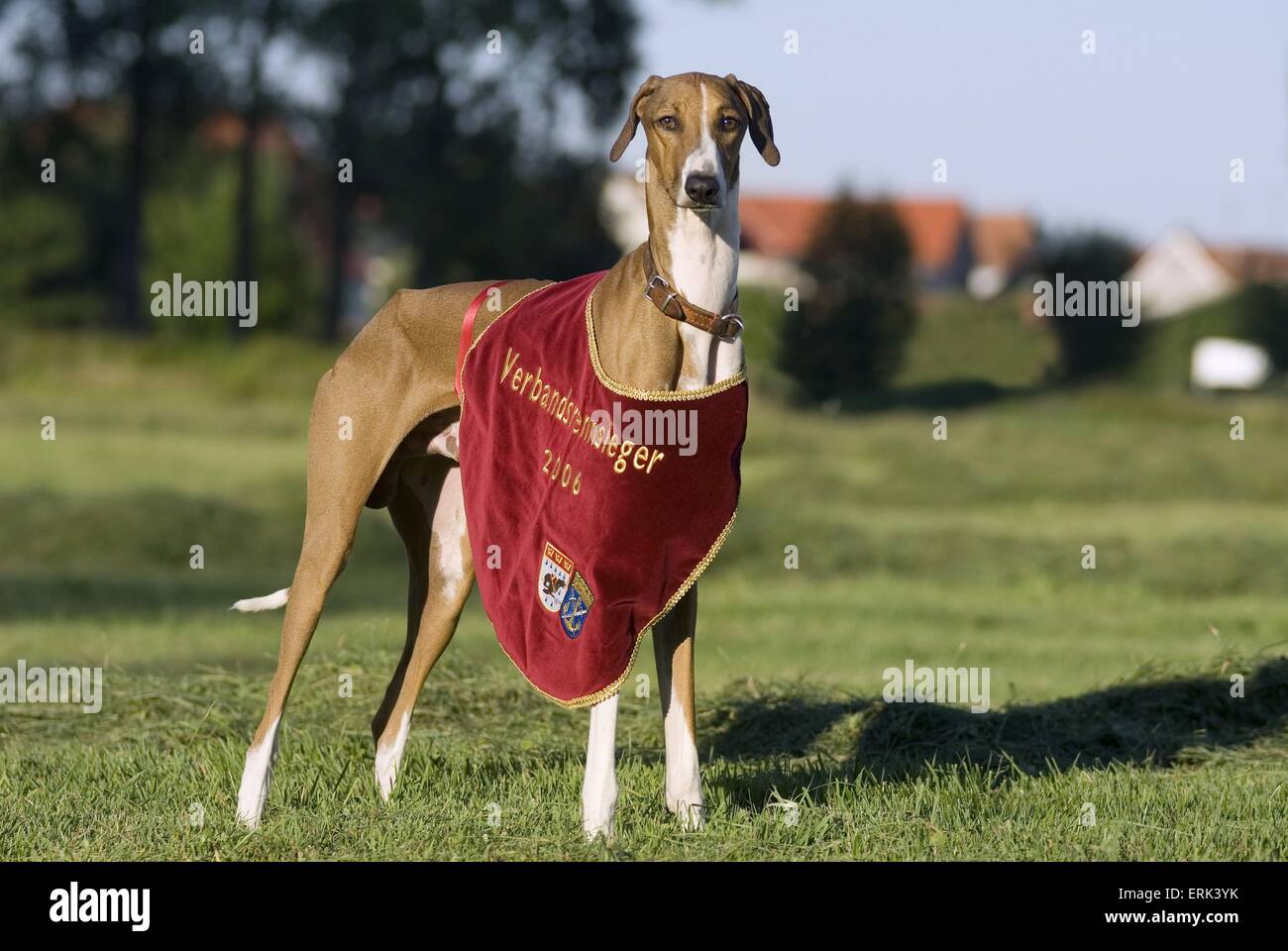 Azawakhs High Resolution Stock Photography and Images - Alamy