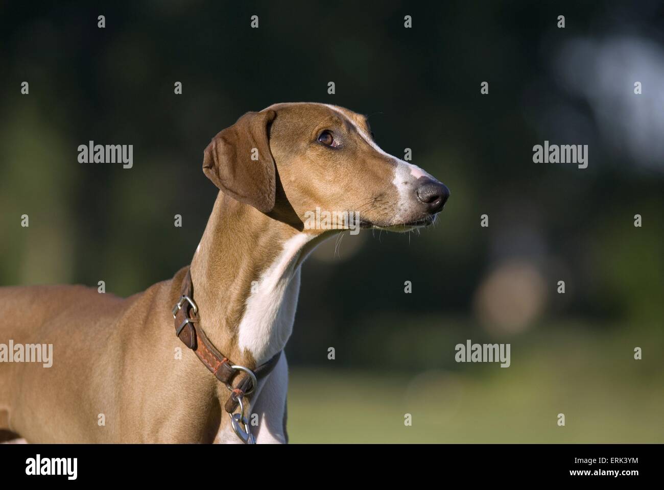 Azawakhs High Resolution Stock Photography and Images - Alamy