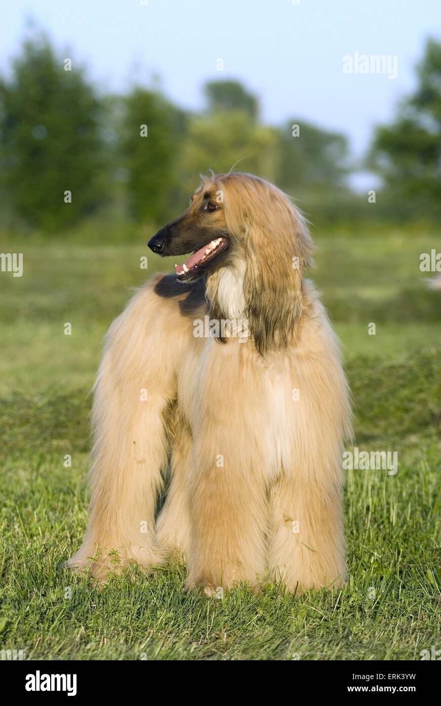 Afghan Hound Hair High Resolution Stock Photography and Images - Alamy