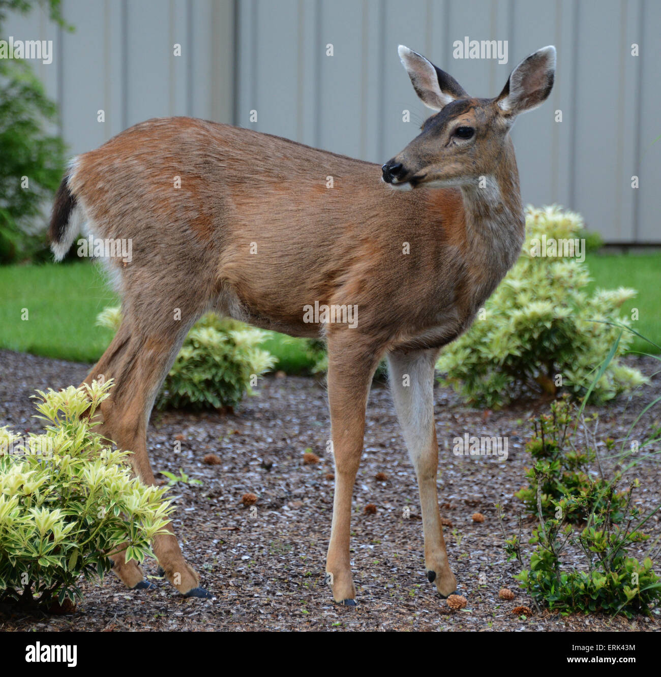 Young Deer, Lincoln City, Oregon Stock Photo - Alamy