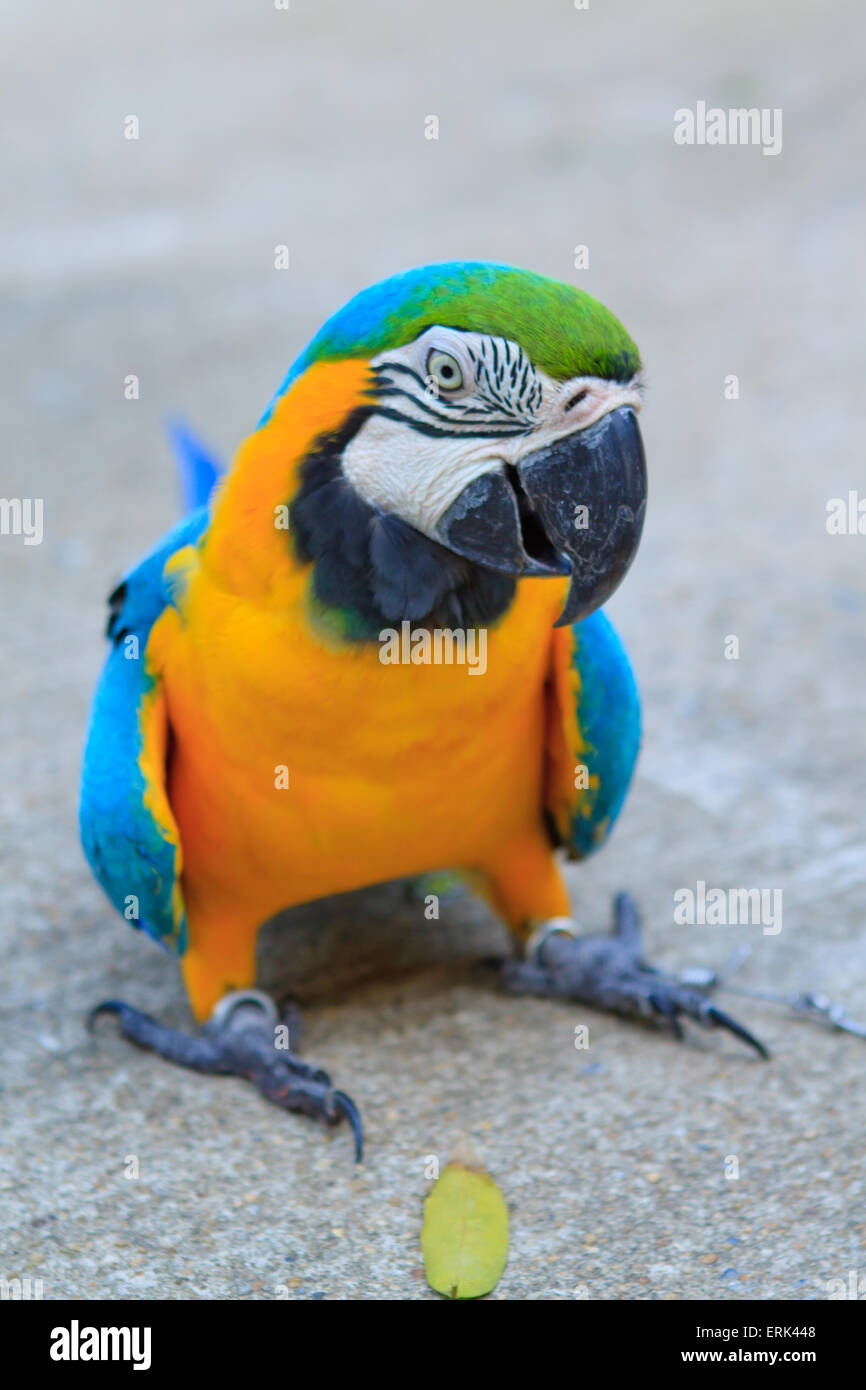 African big parrot in the contact zoo Stock Photo - Alamy