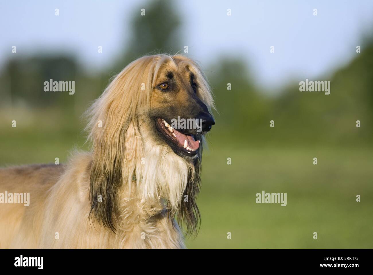 Afghan Hound Hair High Resolution Stock Photography and Images - Alamy